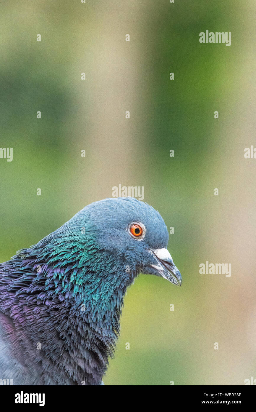 Close up of Pigeon face Stock Photo - Alamy