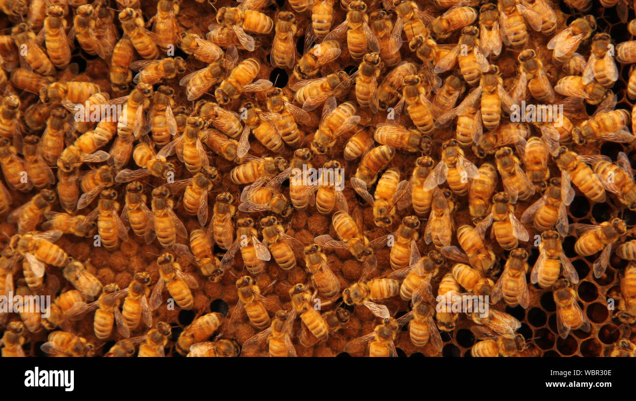 Frame of bees hi-res stock photography and images - Alamy