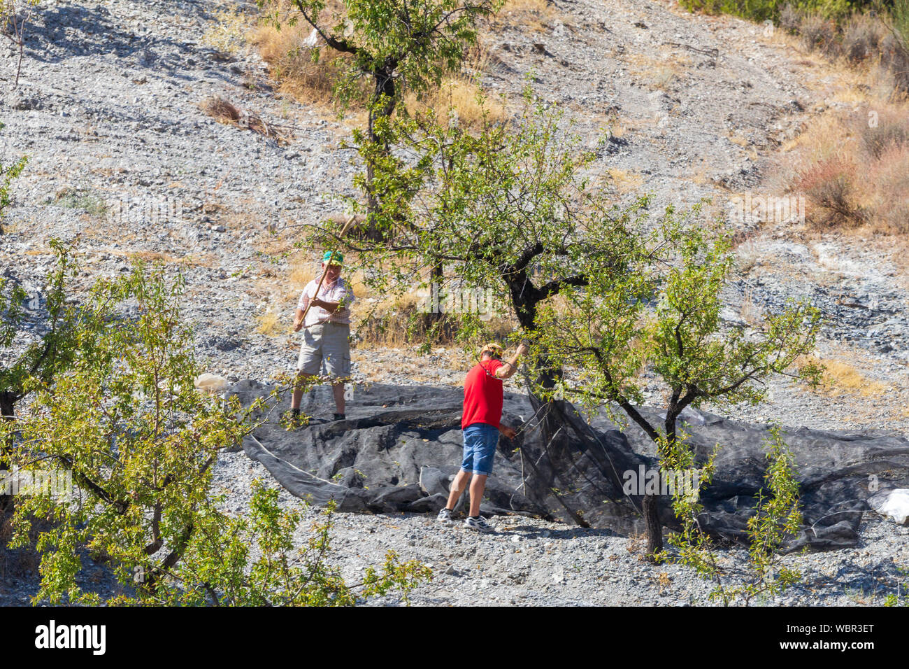 Almonds hand almond harvesting hi-res stock photography and images - Alamy
