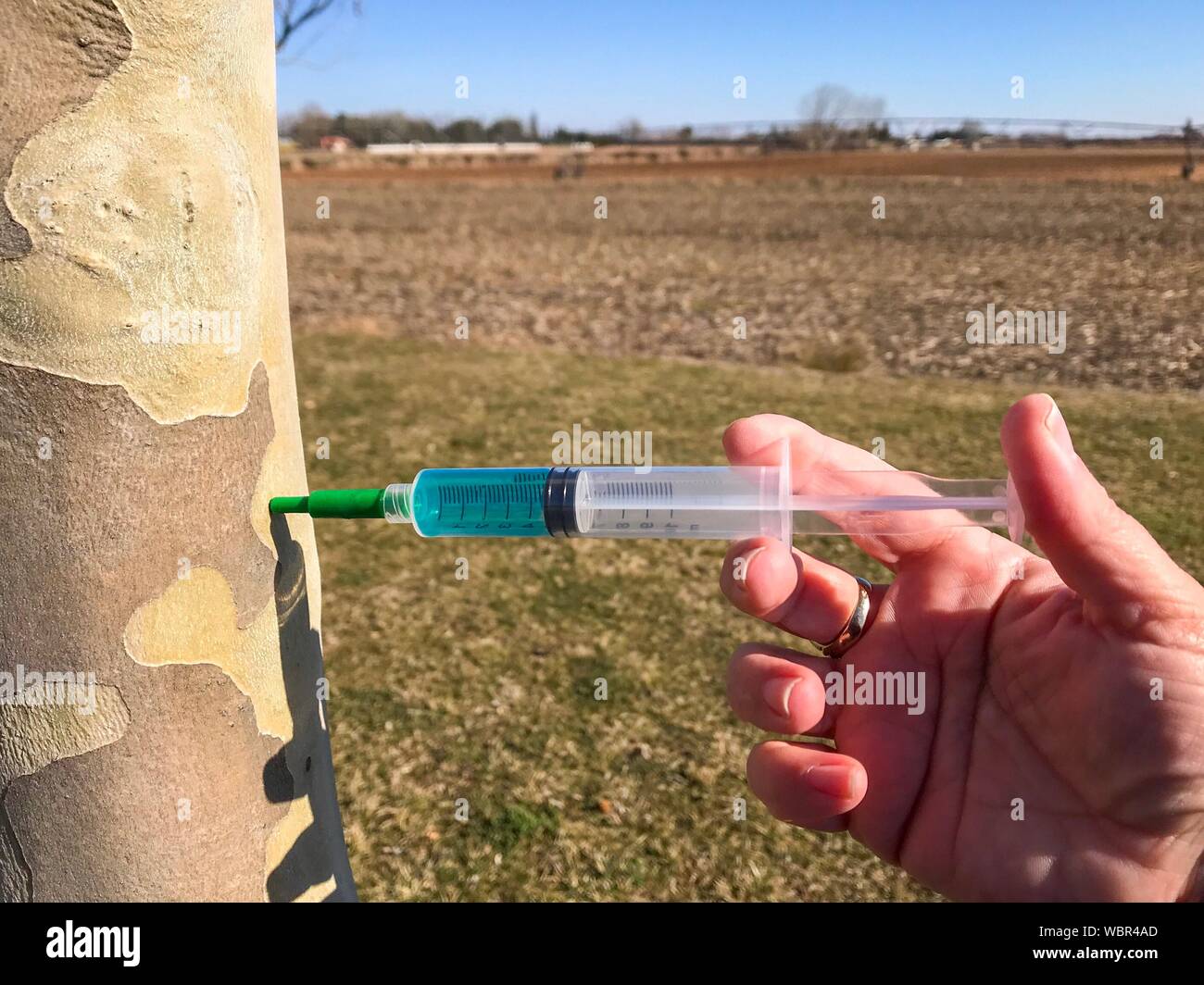 Syringe tree hi-res stock photography and images - Alamy