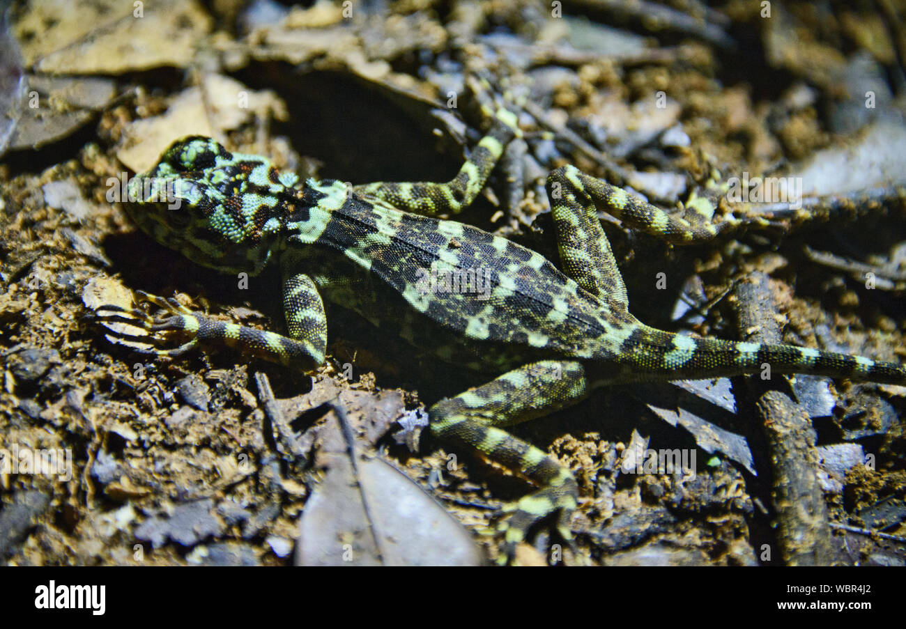 Amazon Lizard, Tambopata National Park, Peruvian Amazon Stock Photo - Alamy