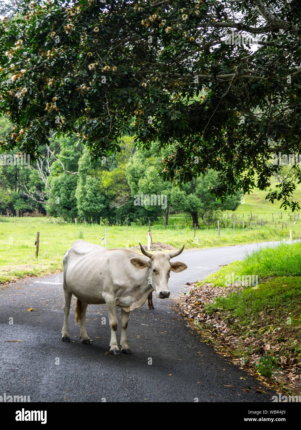 Cattle road hi-res stock photography and images - Alamy