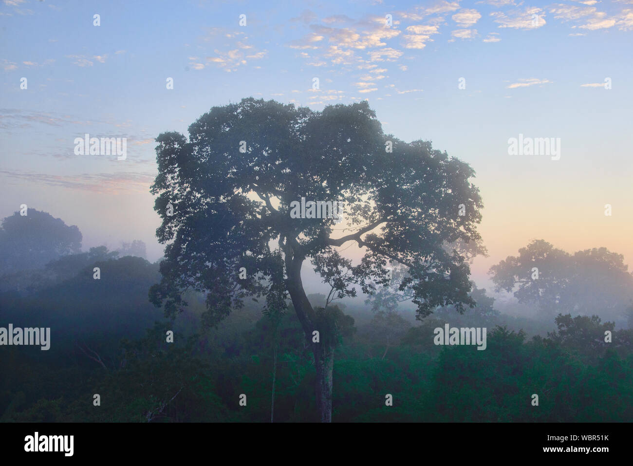 Brazil nut tree hi-res stock photography and images - Alamy