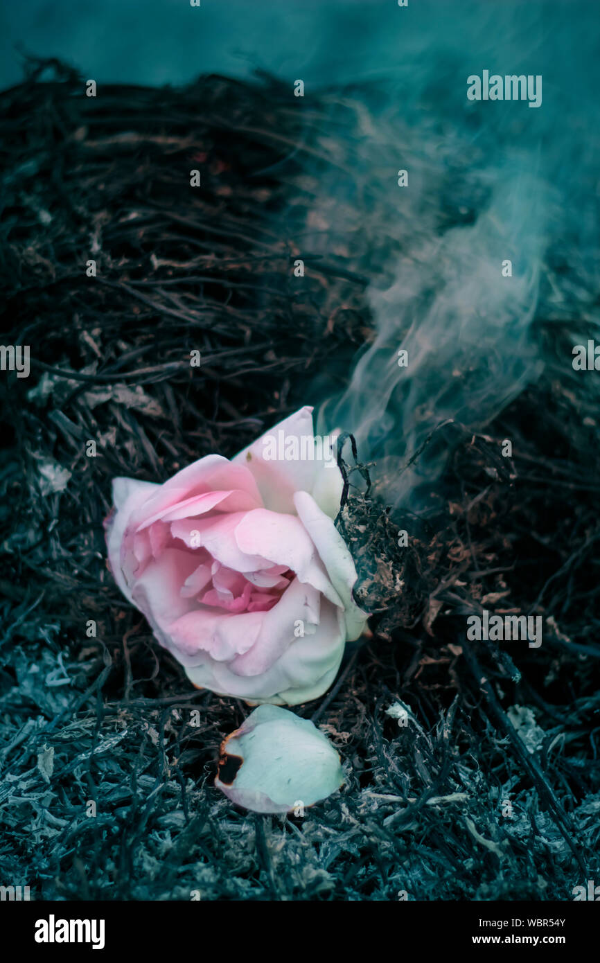 Burning pink rose hi-res stock photography and images - Alamy