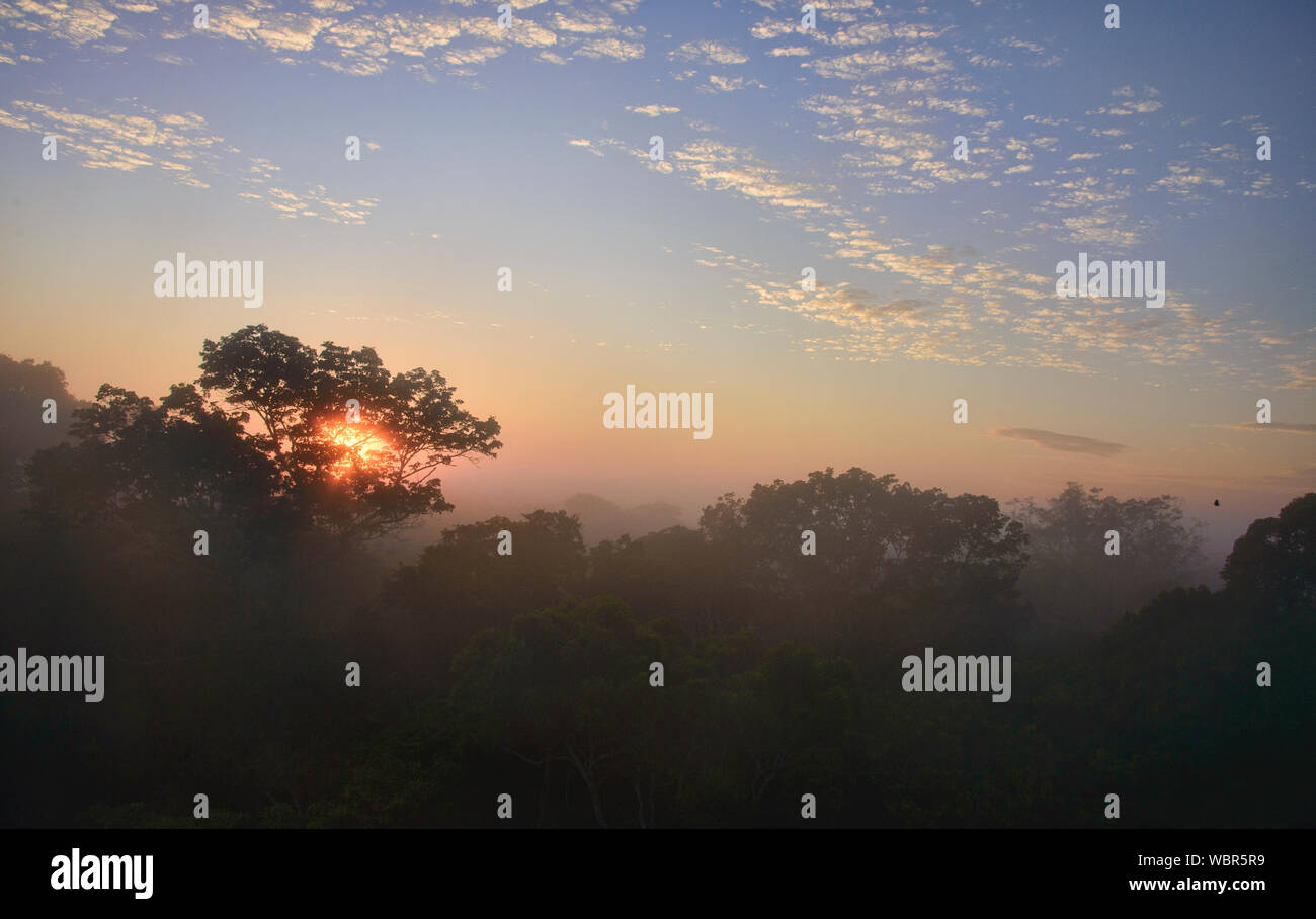 Huge Brazil nut tree and jungle canopy in the morning mist, Tambopata ...