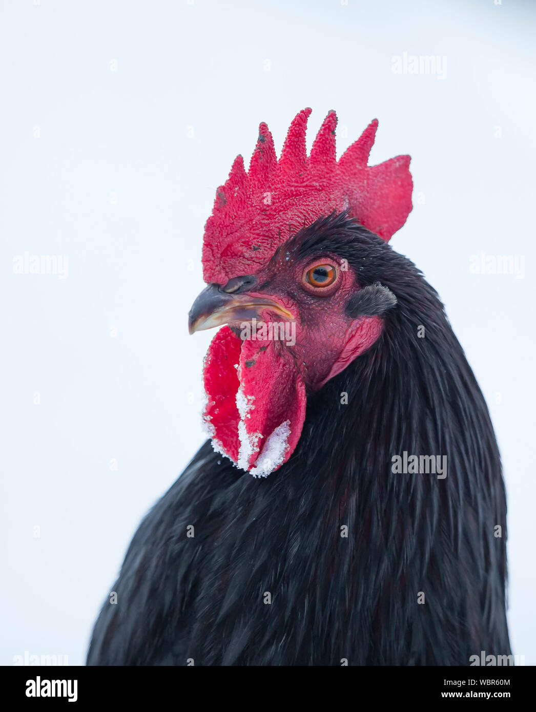 Close portrait of handsome black, UK domestic cockerel bird (Gallus ...