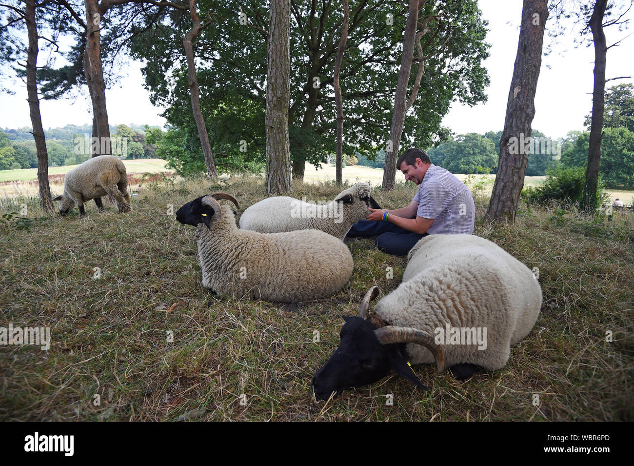 Farmer Tom Davis with sheep from Mudchute Park and Farm, after they ...