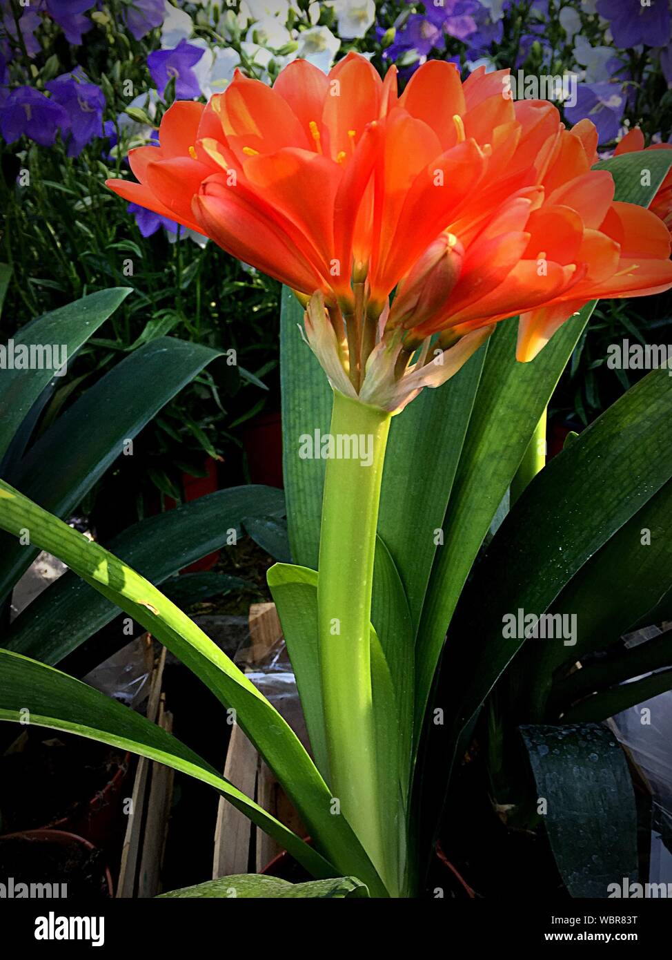 Clivia blooming hi-res stock photography and images - Alamy