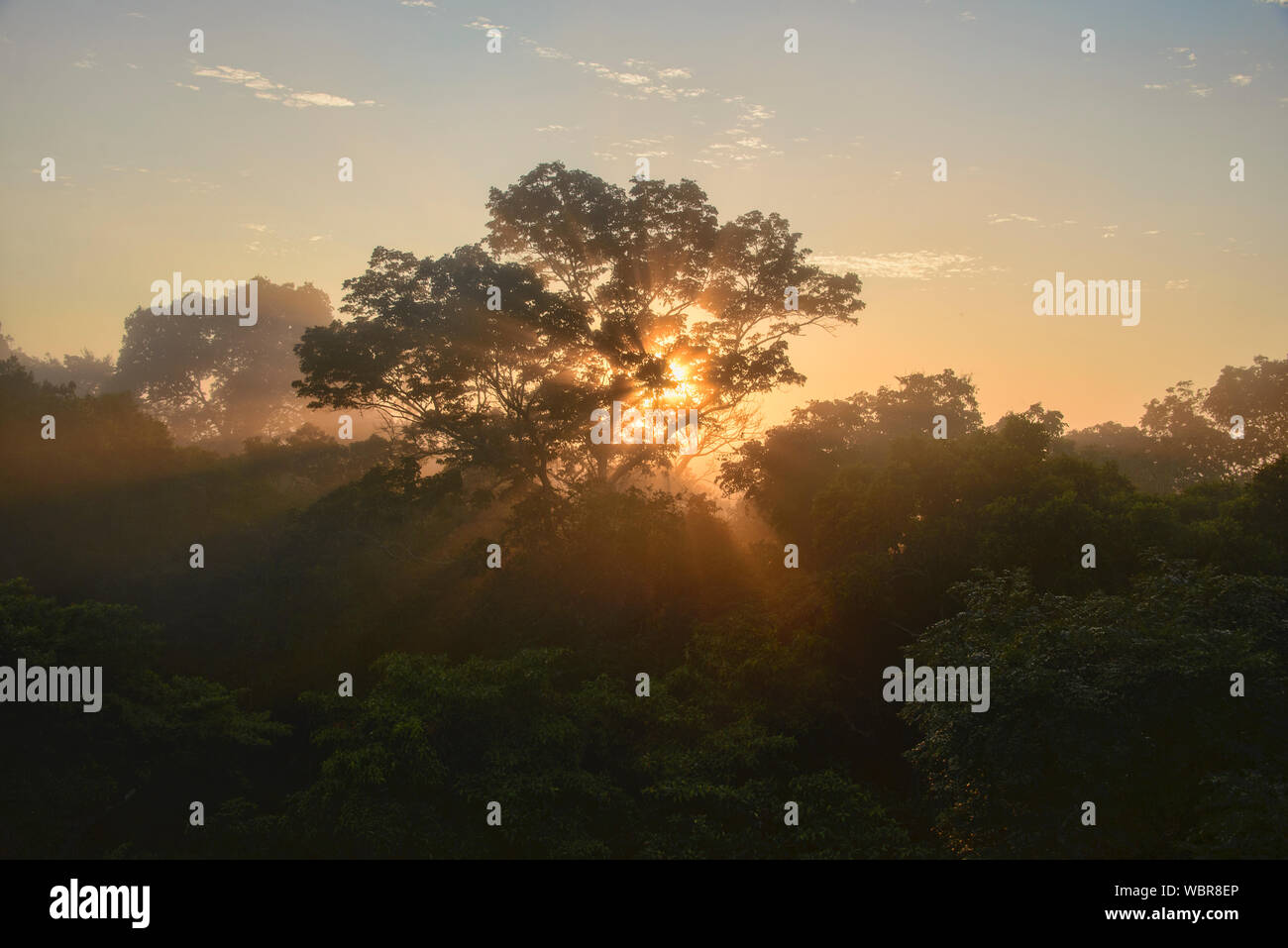 View of the jungle canopy at sunrise, Tambopata River Reserve, Peruvian ...