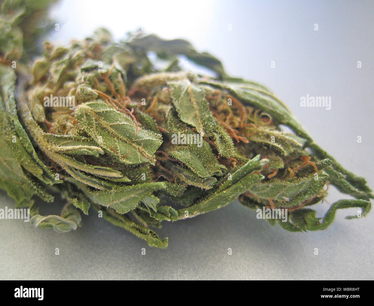 Cannabis bud crete marihuana close up vintage old shoot nature ...