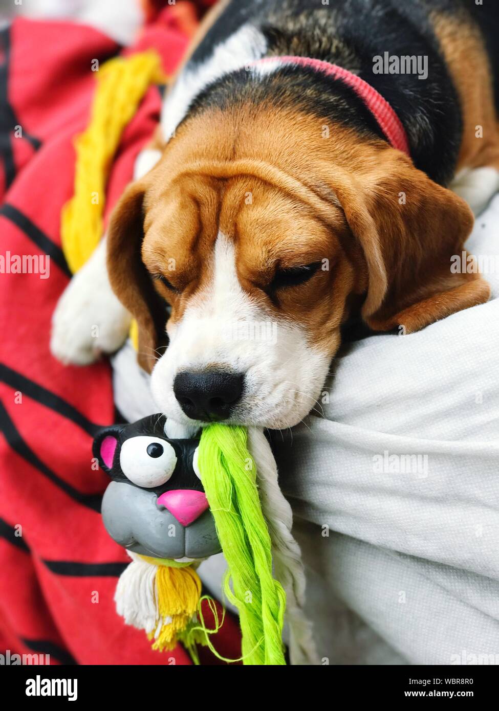 Beagle with toy hi-res stock photography and images - Alamy
