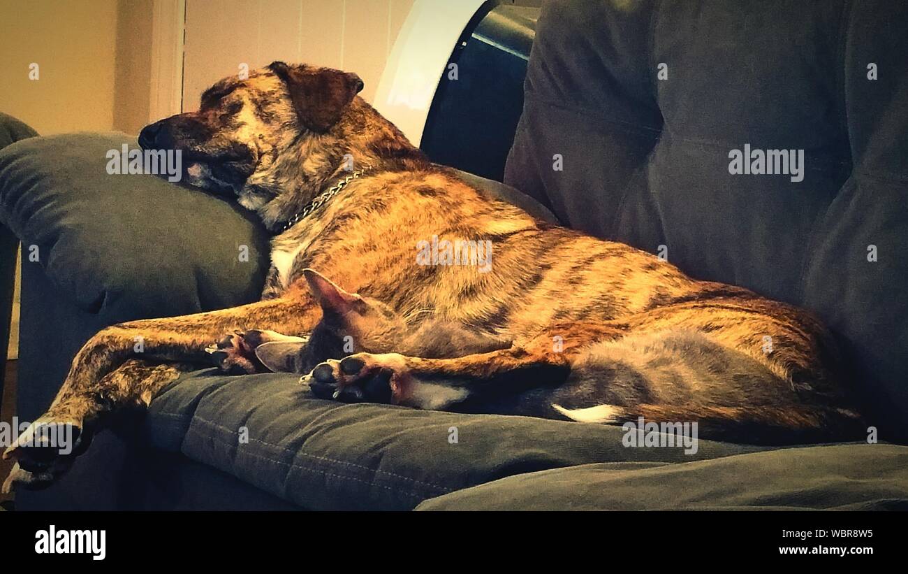 Cur High Resolution Stock Photography and Images - Alamy