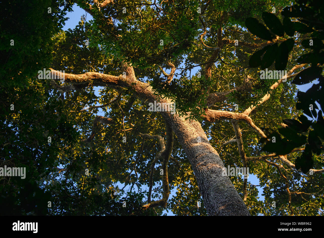 Brazil nut tree hi-res stock photography and images - Alamy
