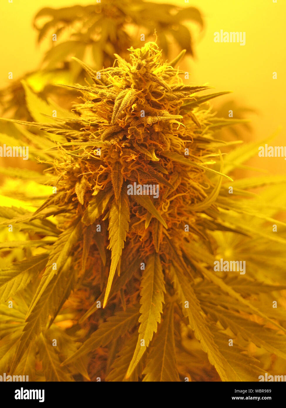 Zogiana hi-res stock photography and images - Alamy