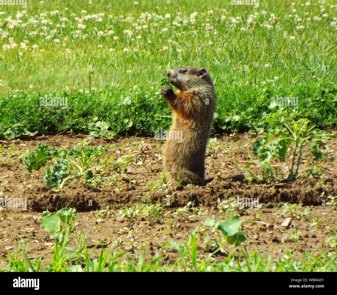 Woodchuck eating hi-res stock photography and images - Alamy