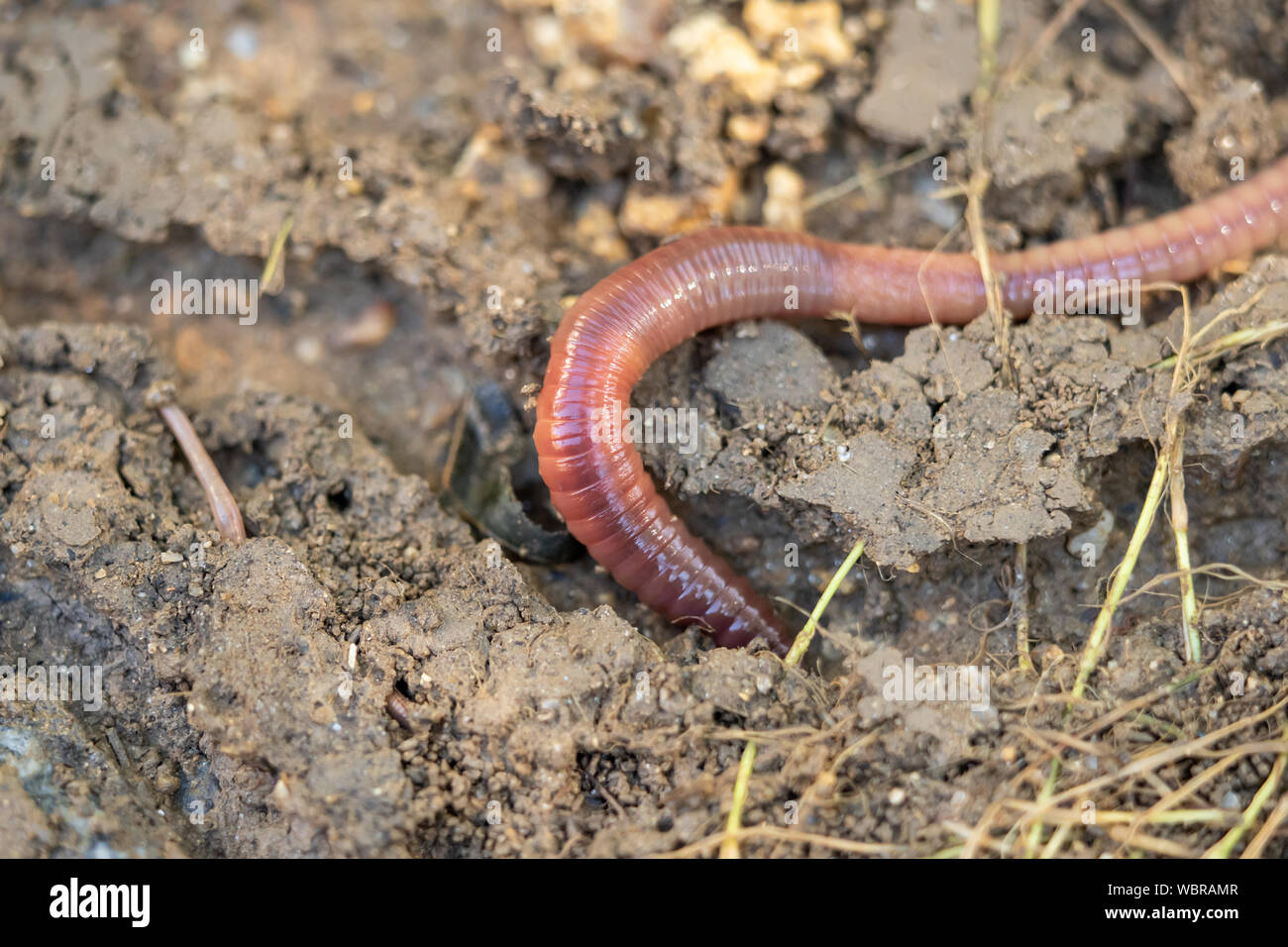 Earth worm hi-res stock photography and images - Alamy