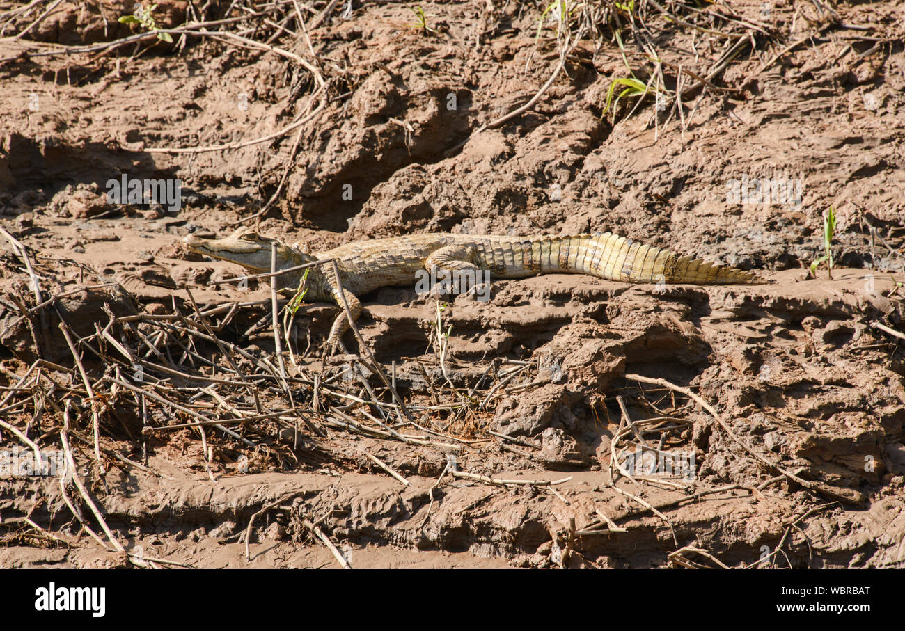 Juvenile amazon caiman hi-res stock photography and images - Alamy