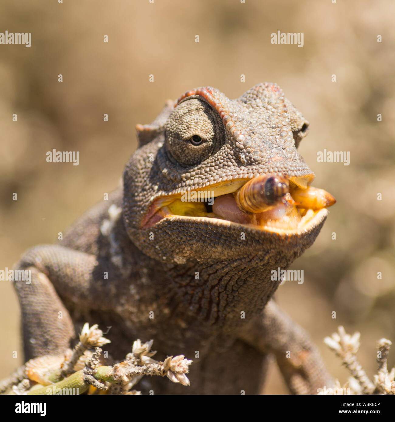 Reptile eating insect hi-res stock photography and images - Alamy