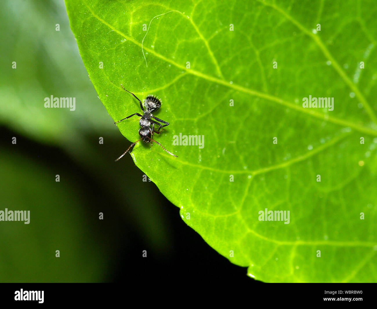 Vein Wing Insect High Resolution Stock Photography and Images - Alamy