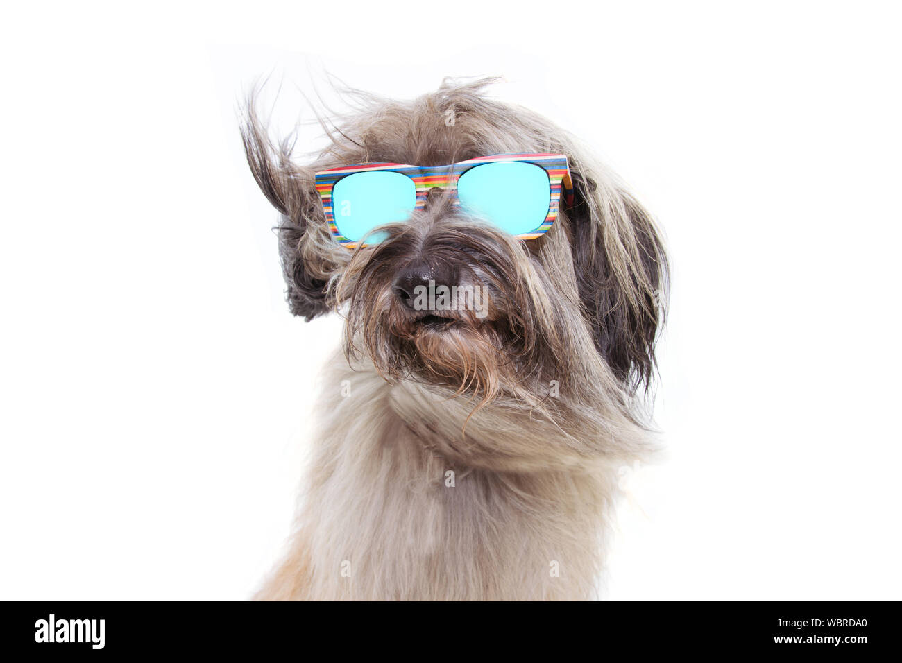 Furry summer sheepdog wearing colorful sunglasses with hair blowing ...