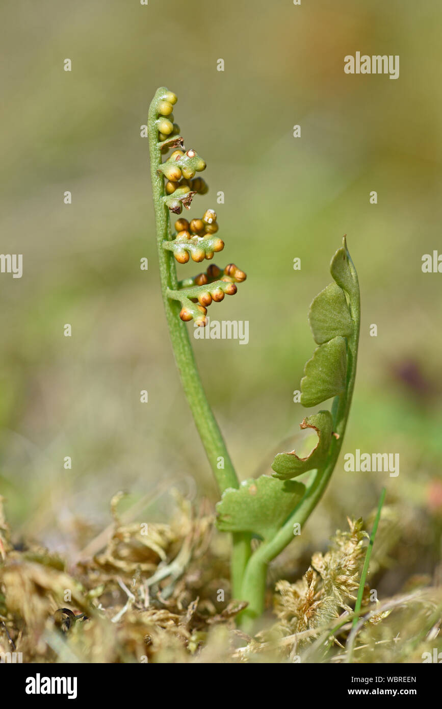 Moonwort Botrychium Lunaria Stock Photos & Moonwort Botrychium Lunaria ...
