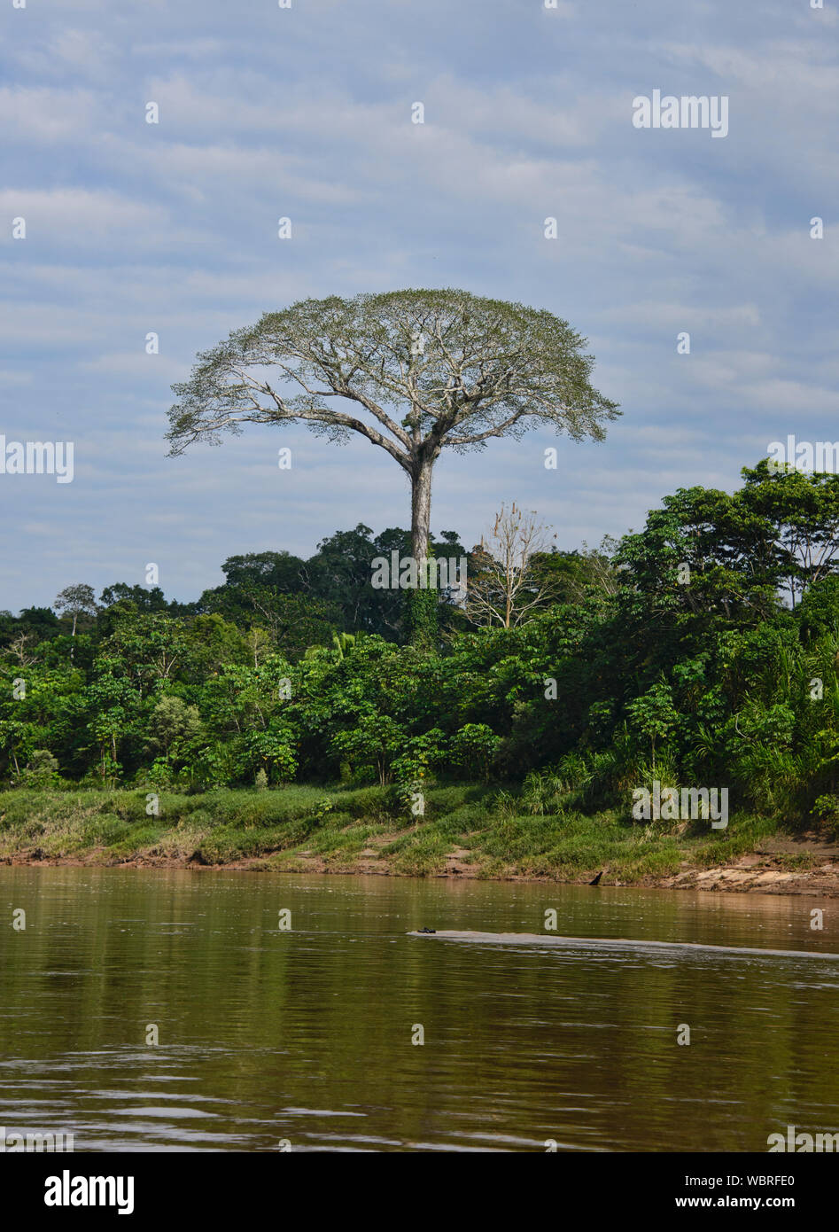 Giant Kapok Tree High Resolution Stock Photography and Images - Alamy