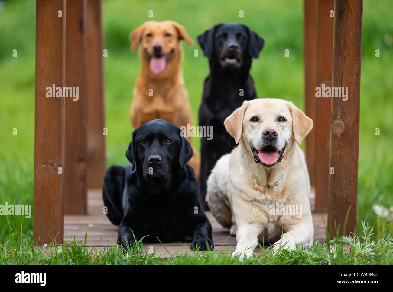 Four Labrador Retriever dogs in different colors Stock Photo - Alamy
