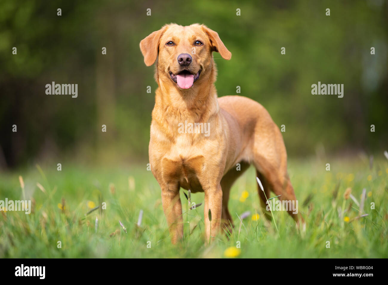 Pure breed Labrador Retriever dog from working line Stock Photo - Alamy