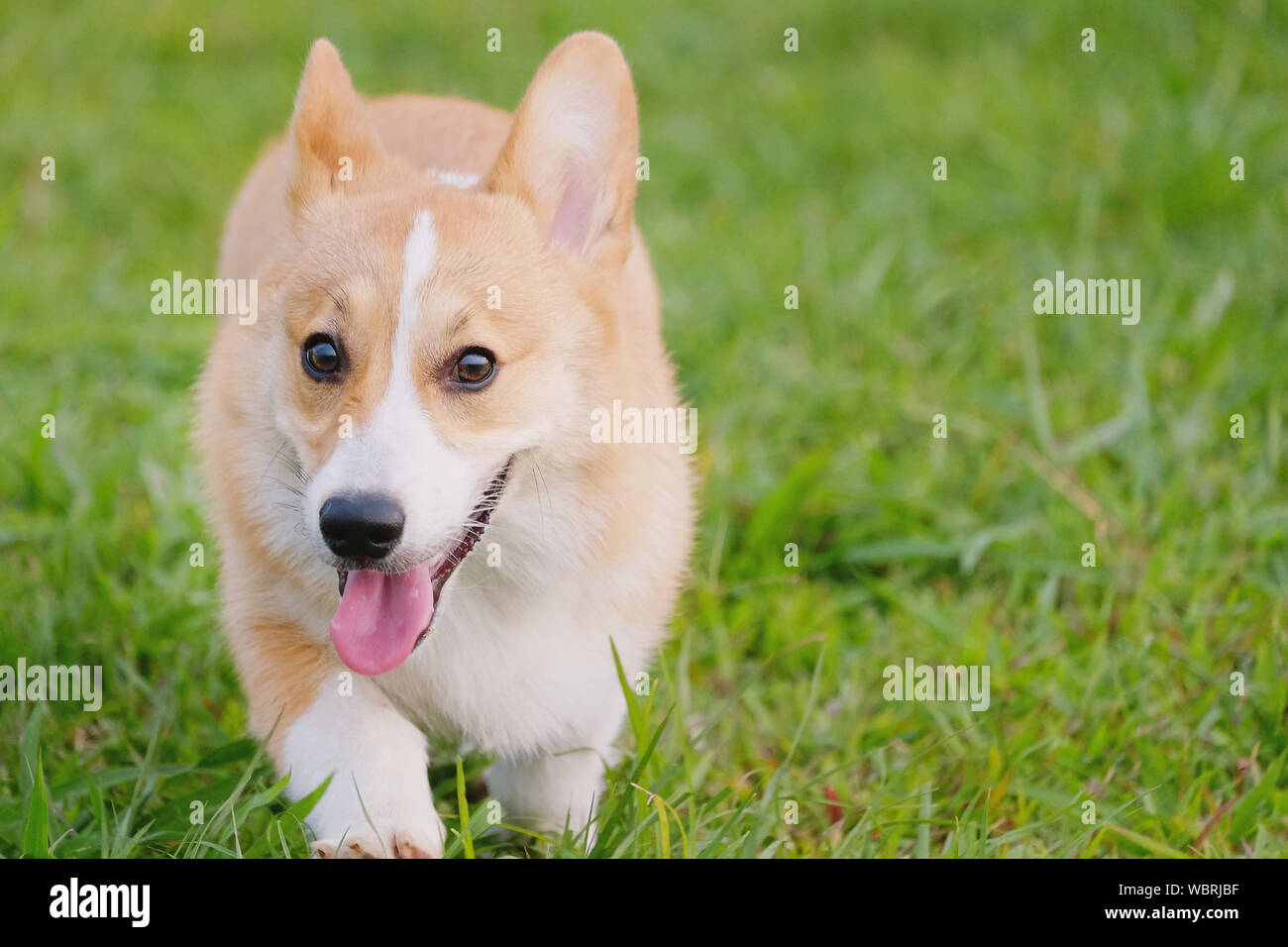 Corgi tongue hi-res stock photography and images - Alamy