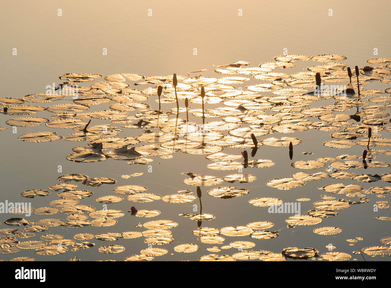 Lily pads on water hi-res stock photography and images - Alamy