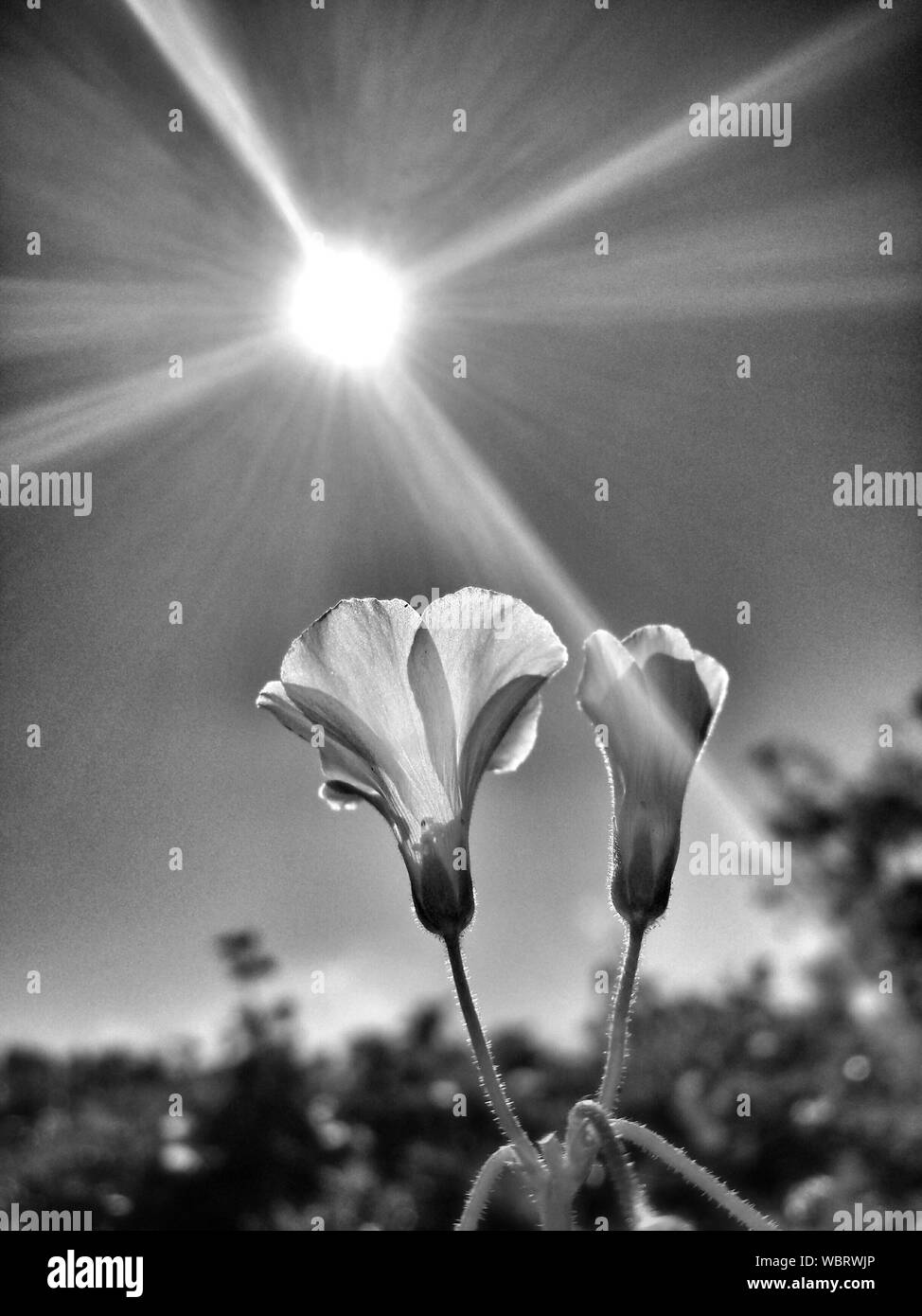 Sunbeam flower Black and White Stock Photos & Images - Alamy