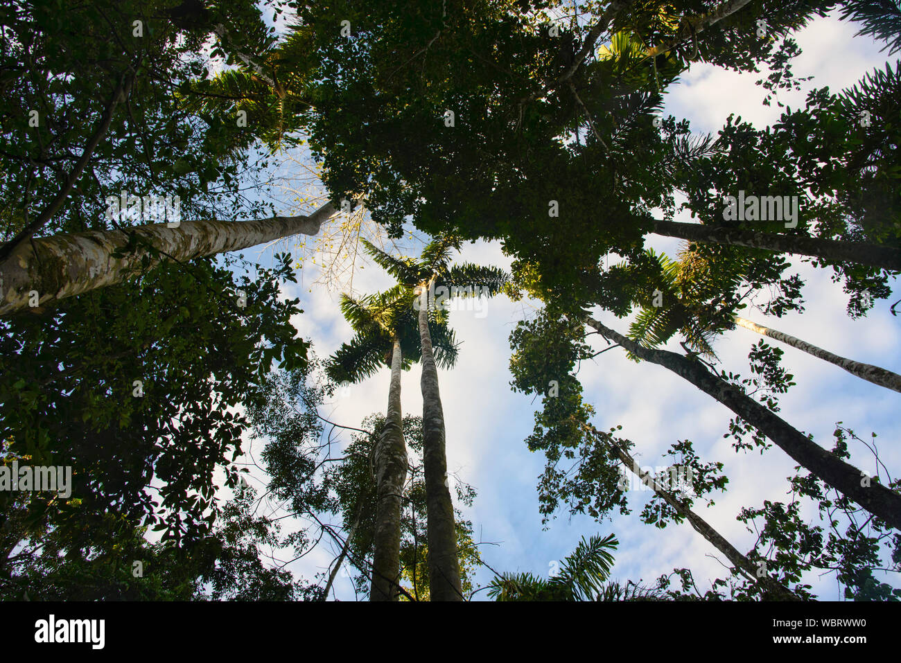 Looking up through the jungle at giant trees, Tambopata National ...