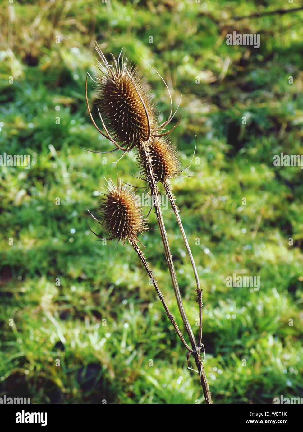 Field of thistles hi-res stock photography and images - Alamy