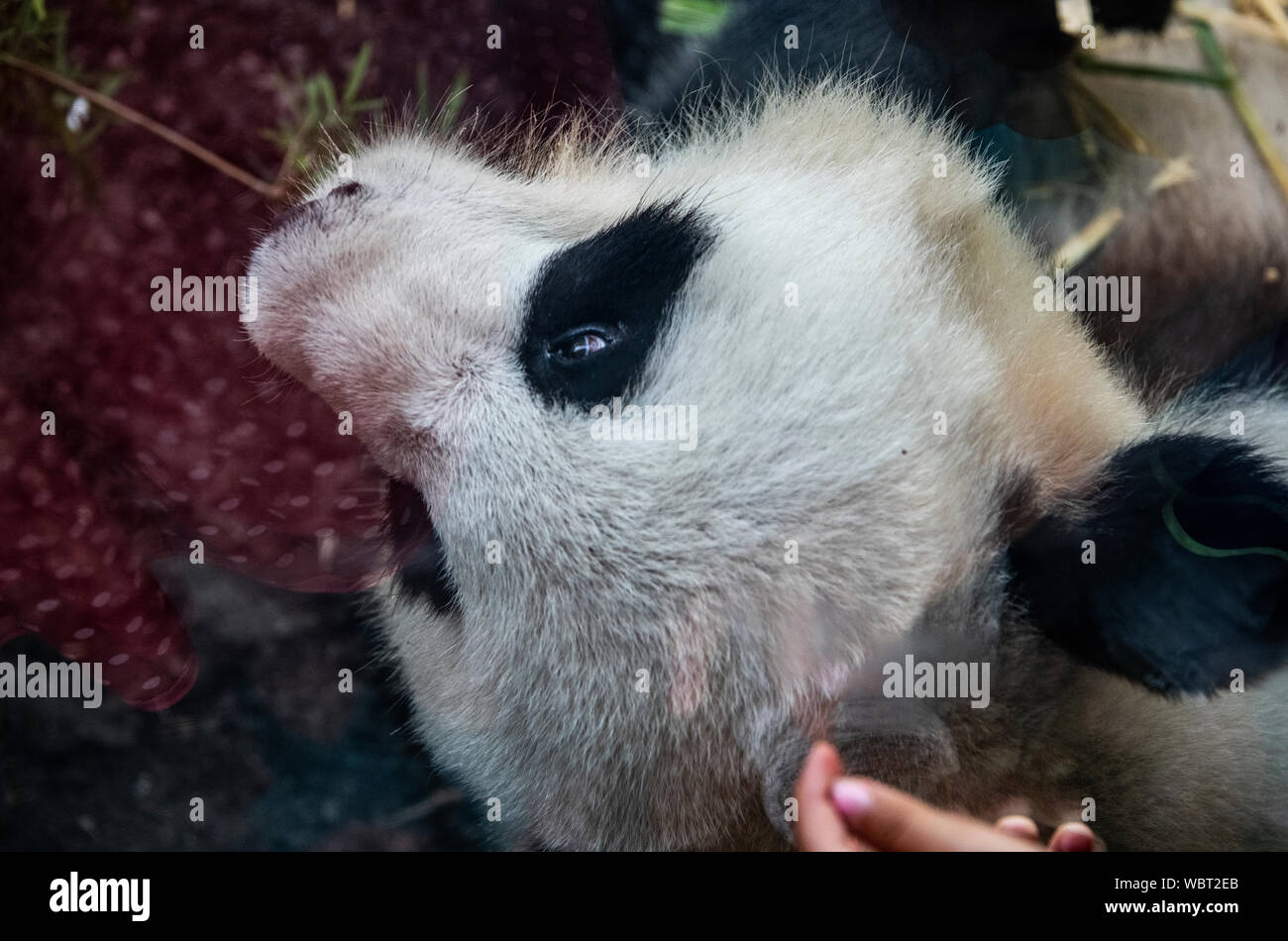 Embryo in glass hi-res stock photography and images - Alamy