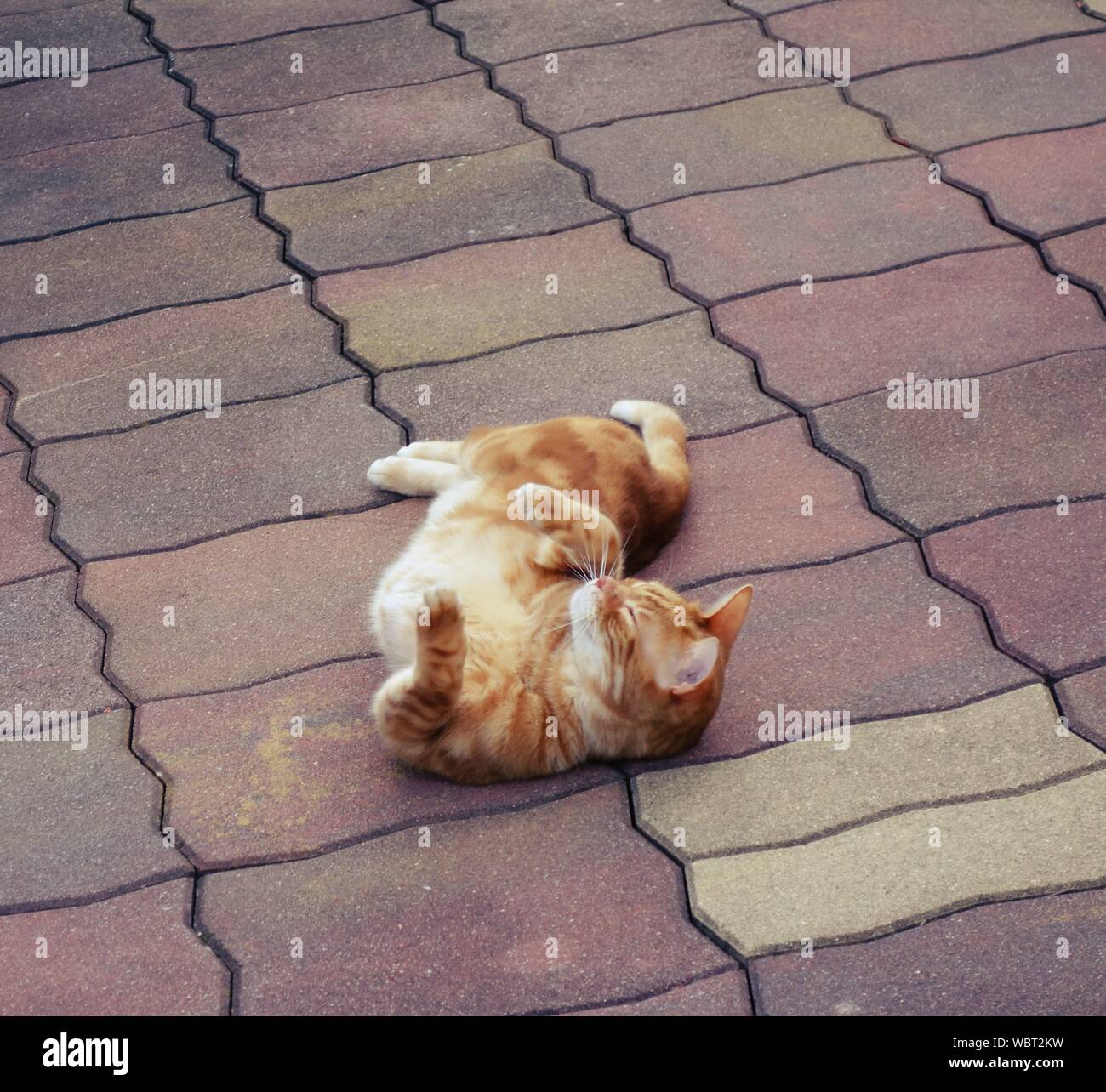 Cat pathway hi-res stock photography and images - Alamy