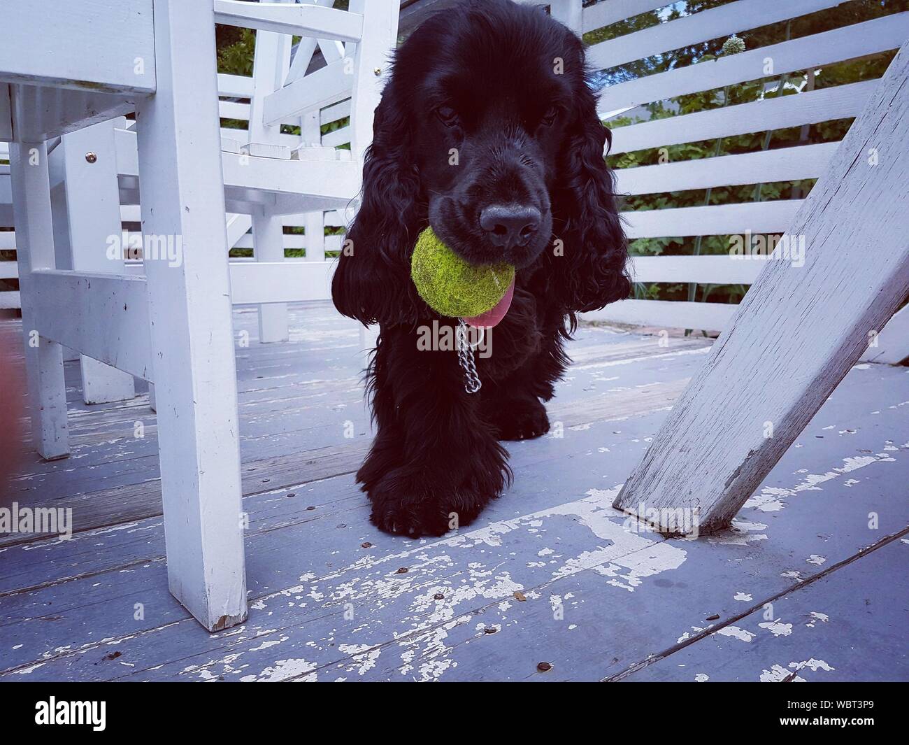 Cocker Spaniel Carrying Ball In Mouth While Walking On Floorboard Stock ...