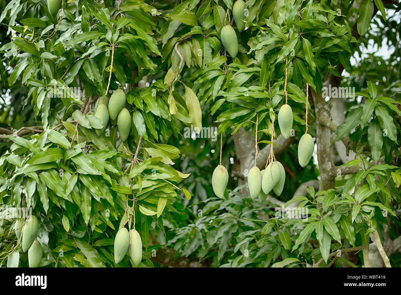 Full mango tree hi-res stock photography and images - Alamy