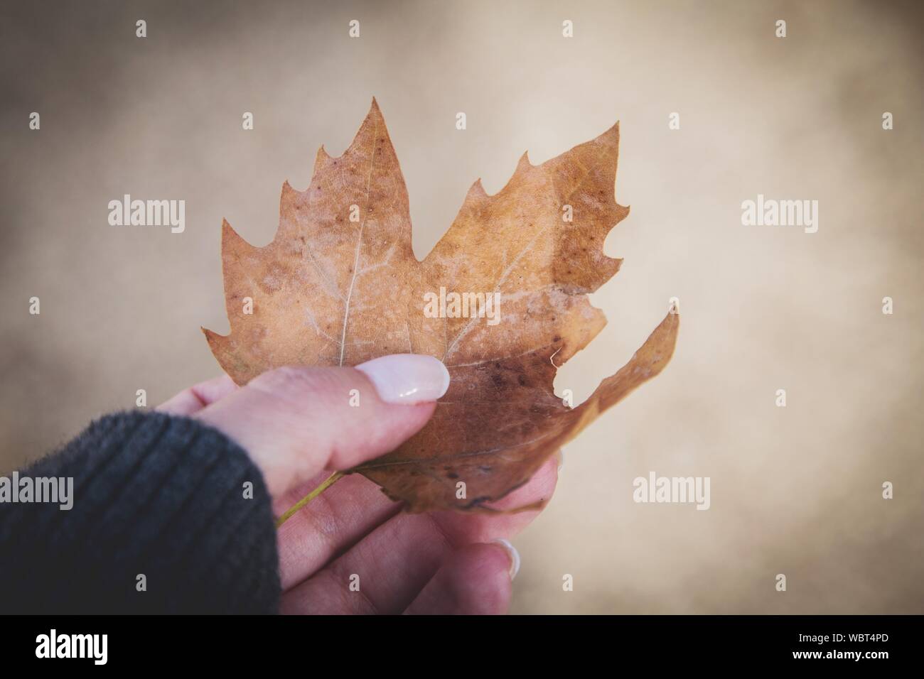 Close up hand holding maple leaf hi-res stock photography and images ...