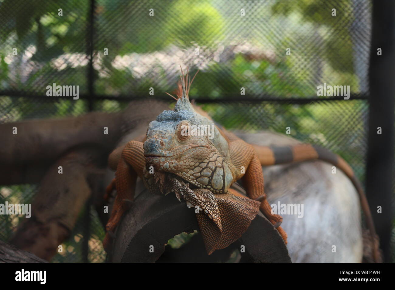 Lizard cage hi-res stock photography and images - Alamy
