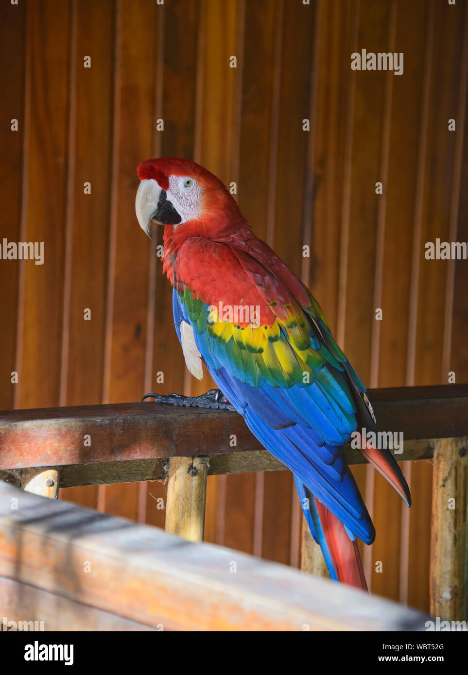 Scarlet macaw at the Tambopata Research Center, Peruvian Amazon Stock ...