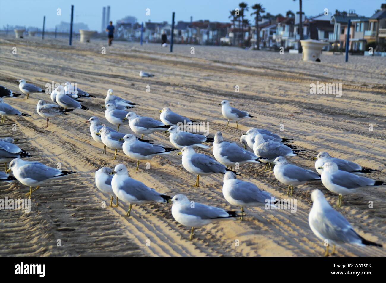 Seagull tracks sand hi-res stock photography and images - Alamy