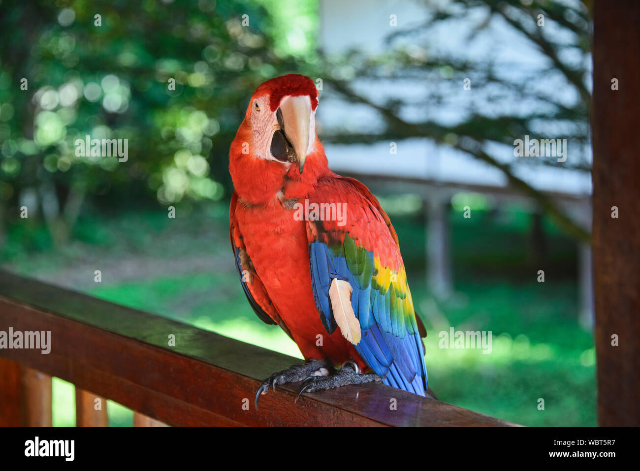 Scarlet macaw at the Tambopata Research Center, Peruvian Amazon Stock ...