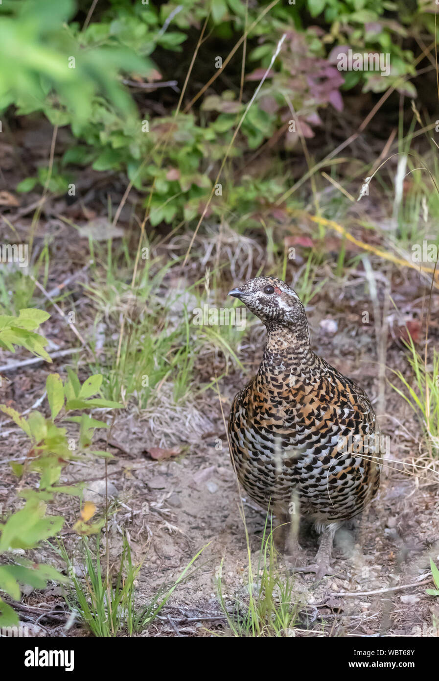 Spruce grouse hen in hi-res stock photography and images - Alamy