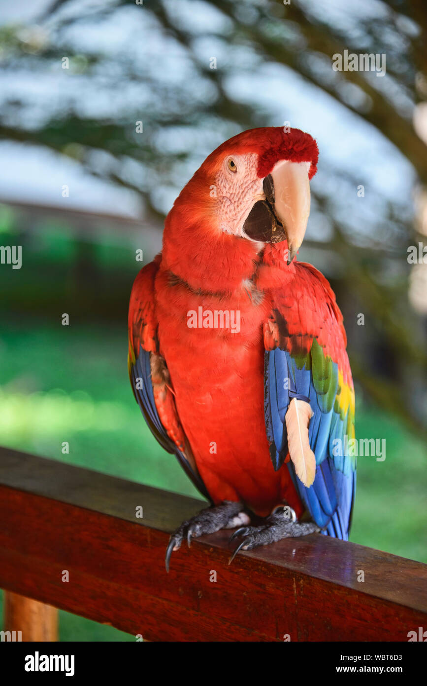 Scarlet macaw at the Tambopata Research Center, Peruvian Amazon Stock ...