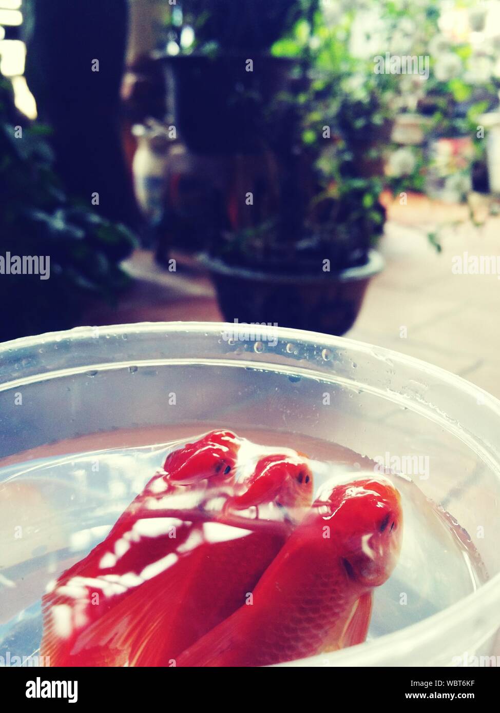 Fish in container hi-res stock photography and images - Alamy