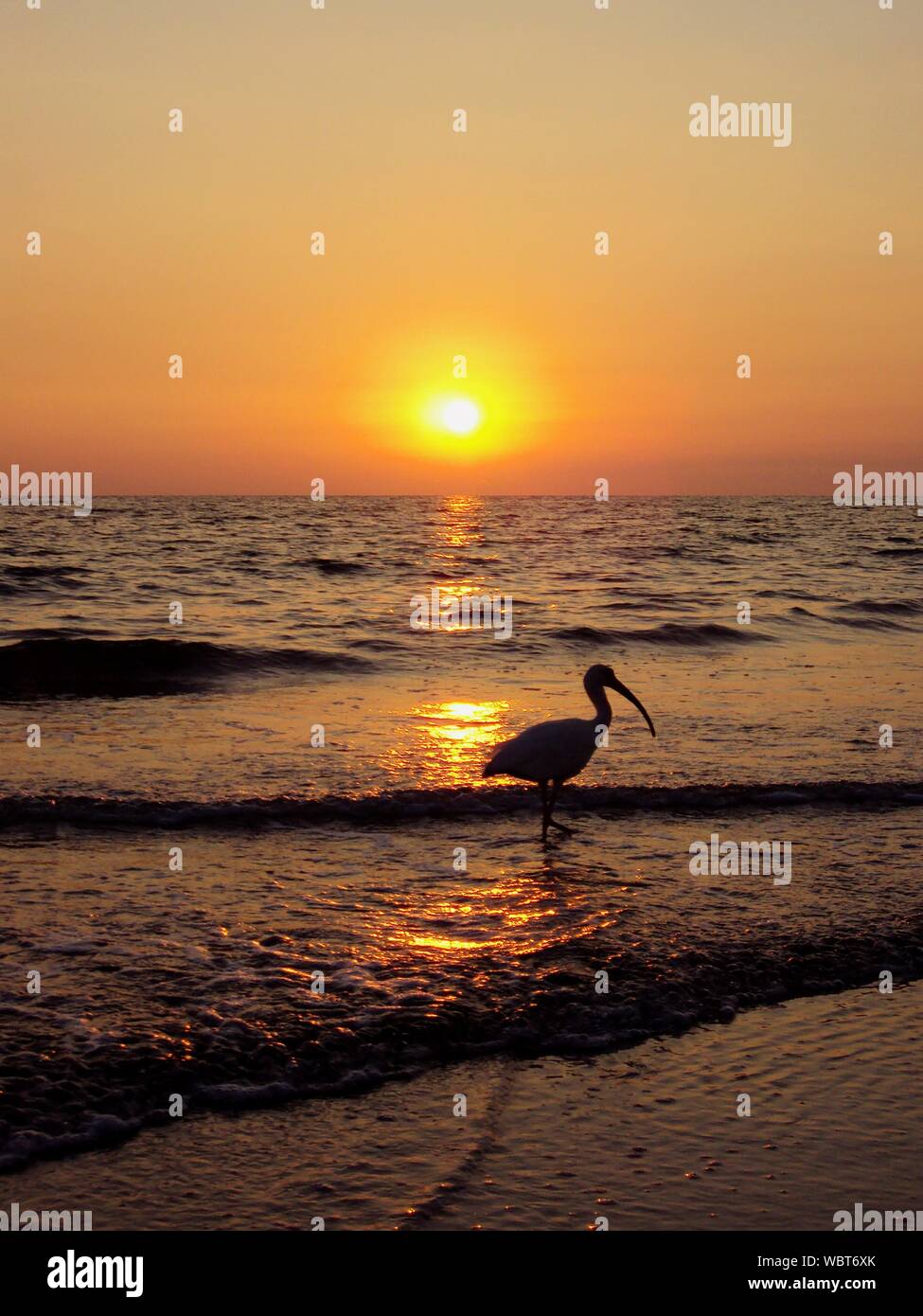 Wading Bird Silhouette High Resolution Stock Photography and Images - Alamy