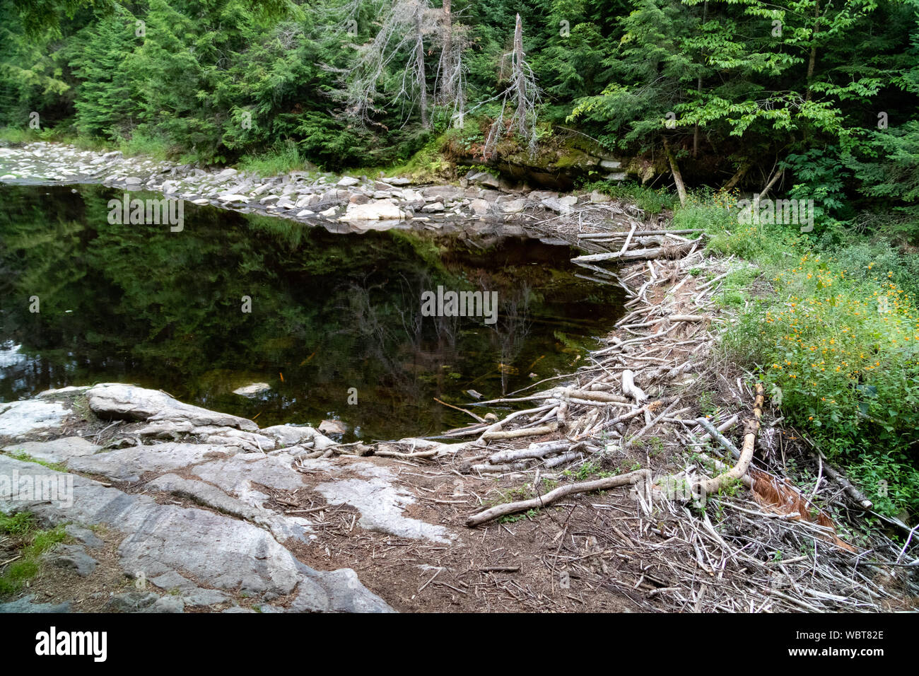 Beaver Dam in Canadian lake Stock Photo - Alamy