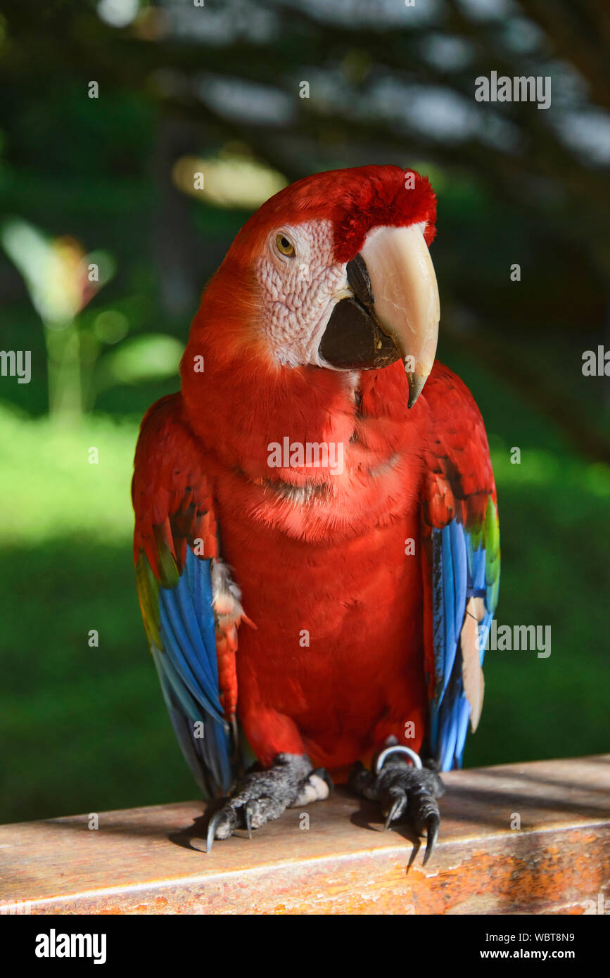 Amazon River Scarlet Macaw High Resolution Stock Photography and Images ...