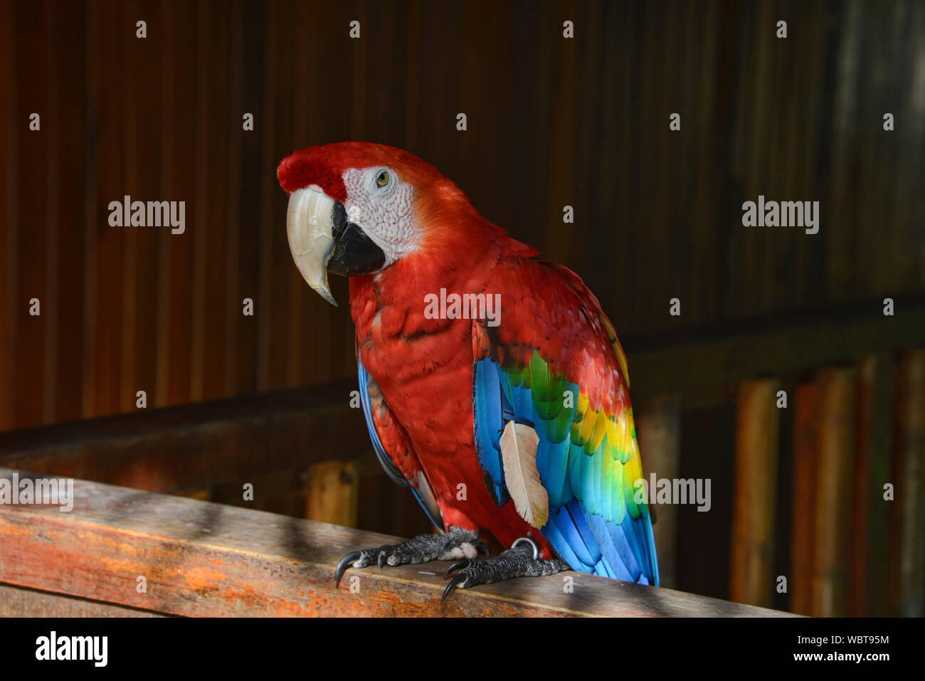 Scarlet macaw at the Tambopata Research Center, Peruvian Amazon Stock ...
