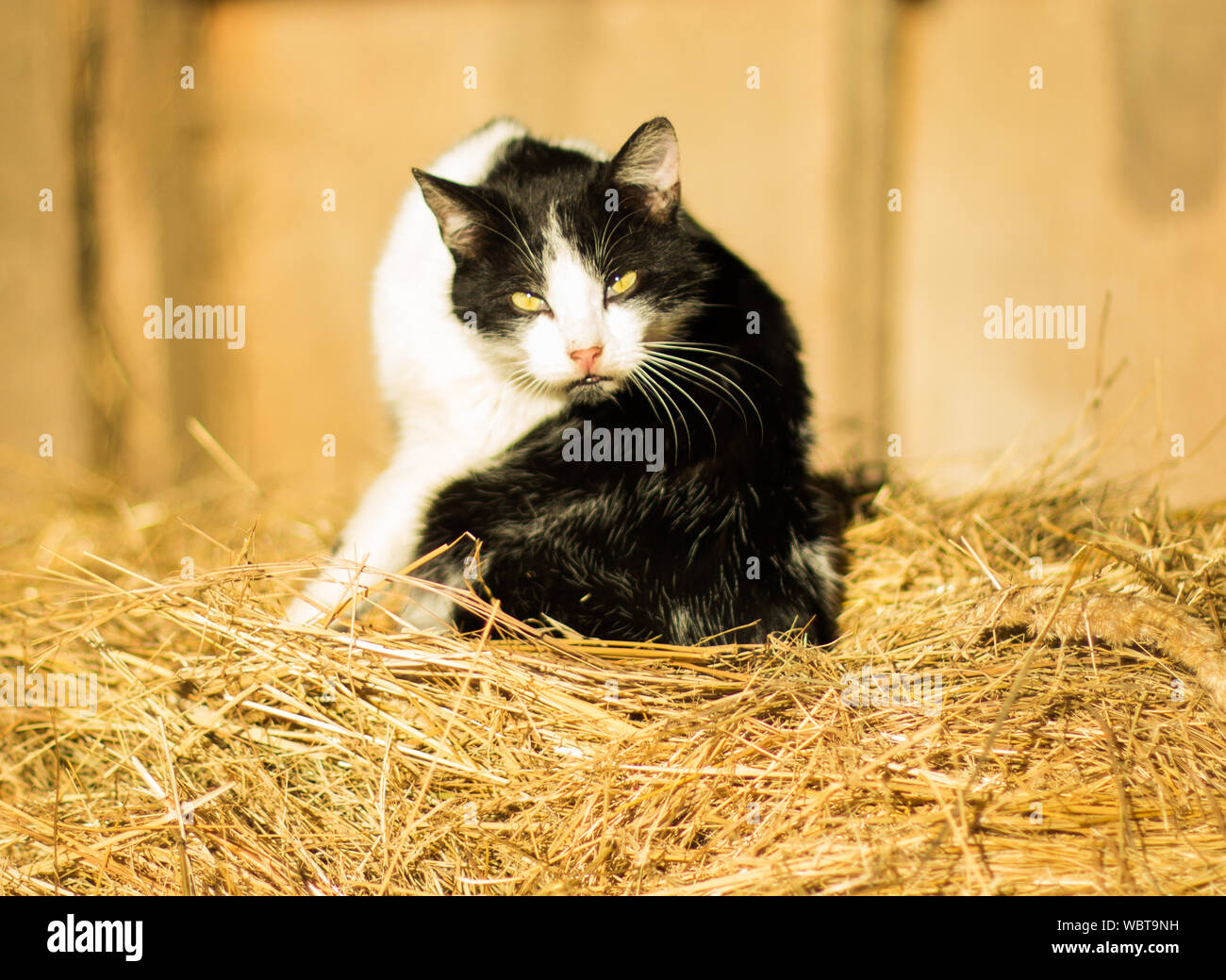 Straw cat hi-res stock photography and images - Alamy